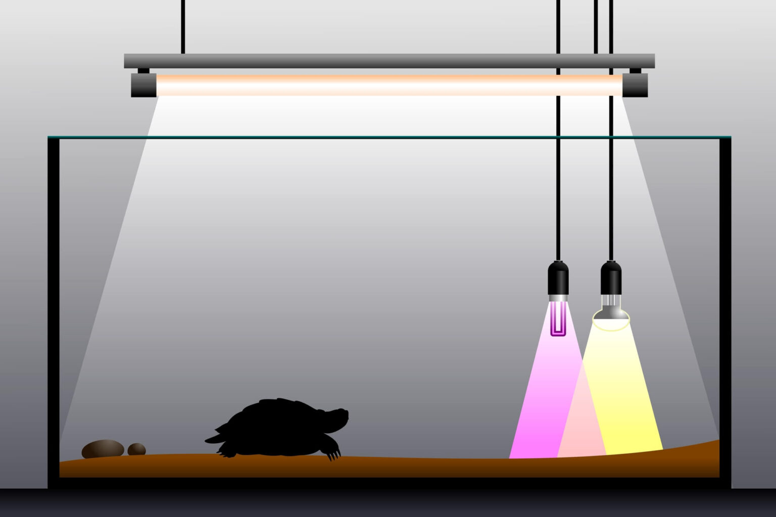 ¿Cuánto cuesta un tanque de tortuga? (6 ejemplos) - Electrocenter